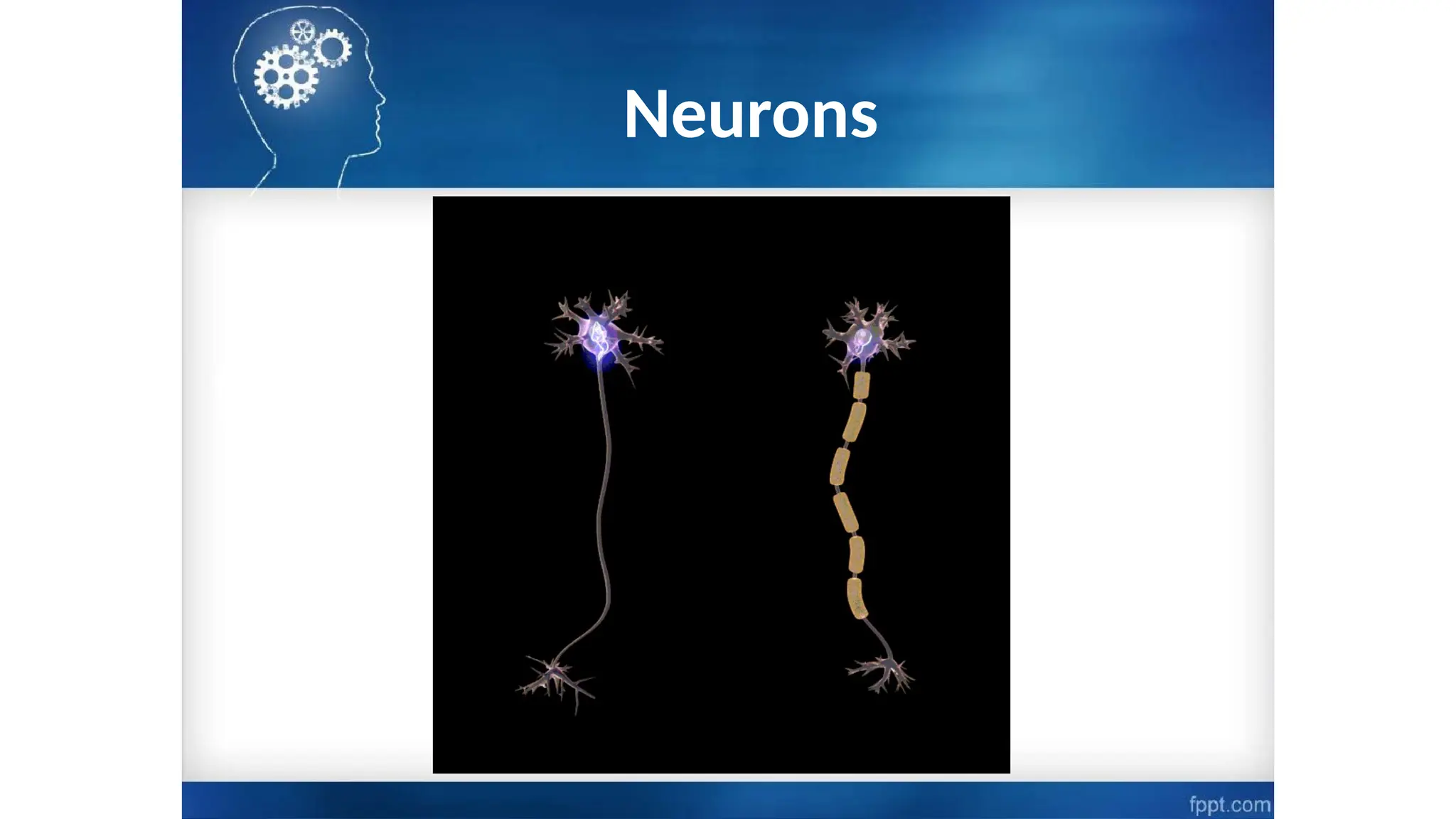 NERVOUS SYSTEM, CLASSIFICATION & STRUCTURE OF NEURON & NERVE FIBERS.pptx
