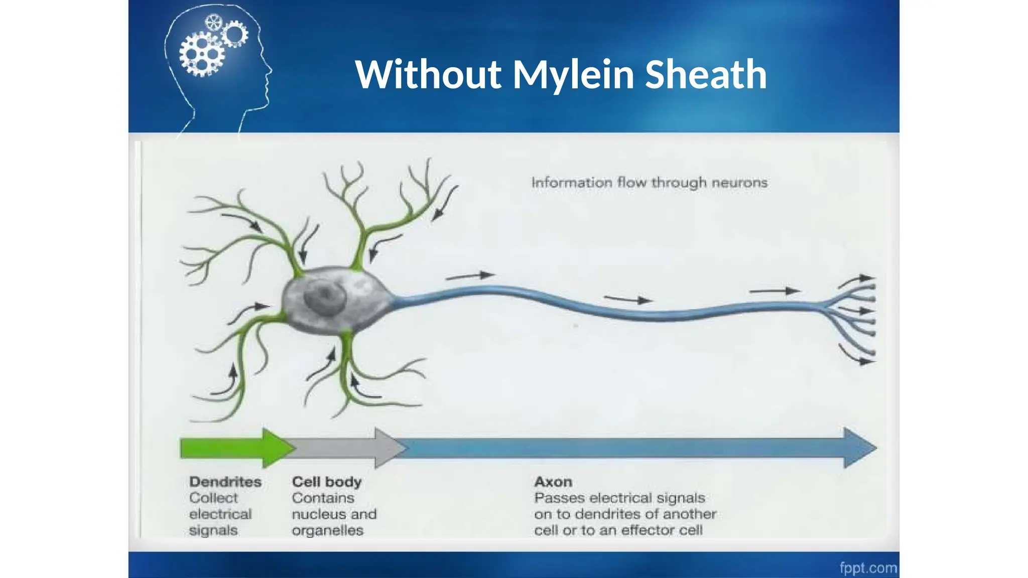 NERVOUS SYSTEM, CLASSIFICATION & STRUCTURE OF NEURON & NERVE FIBERS.pptx