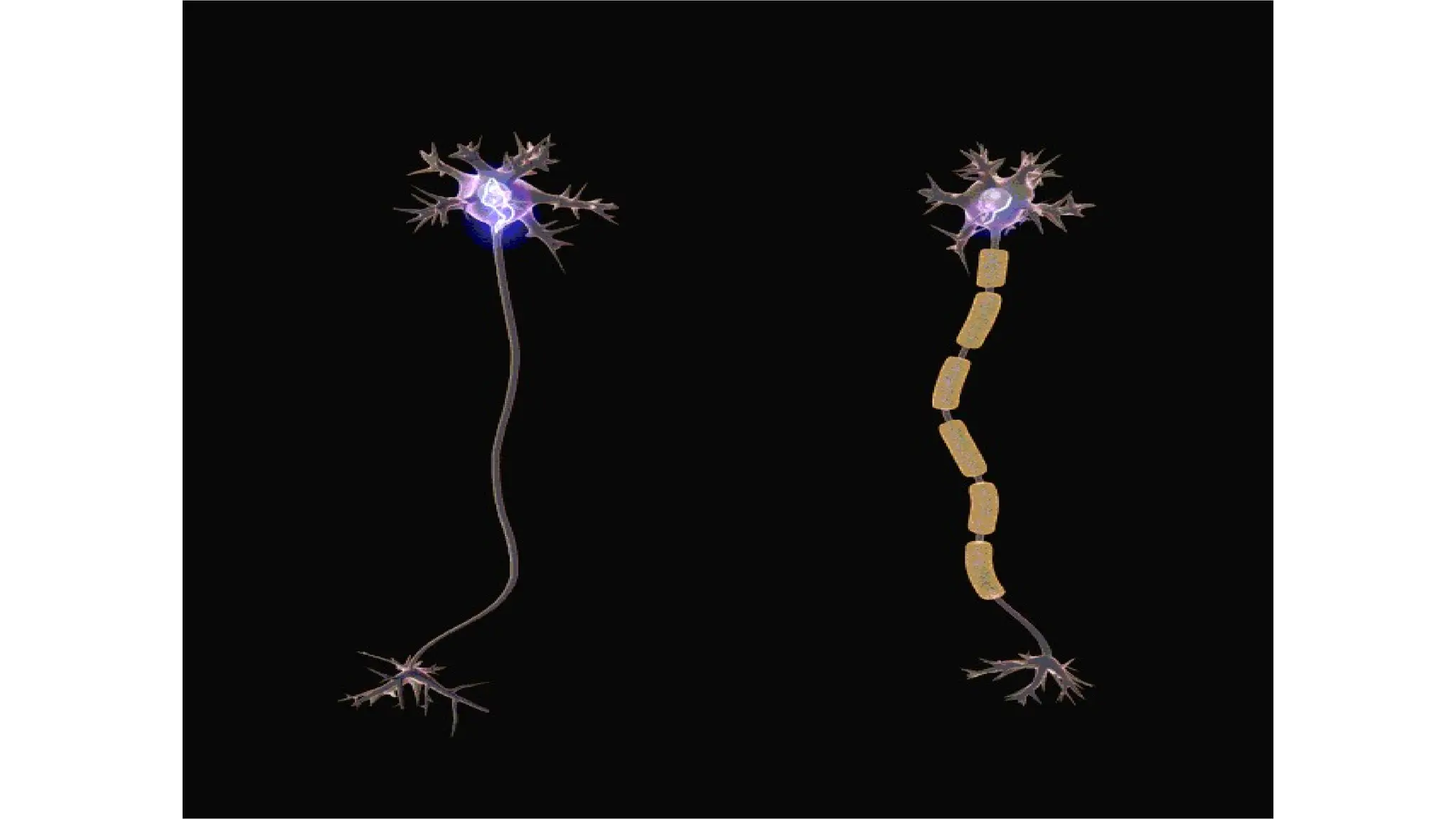 NERVOUS SYSTEM, CLASSIFICATION & STRUCTURE OF NEURON & NERVE FIBERS.pptx