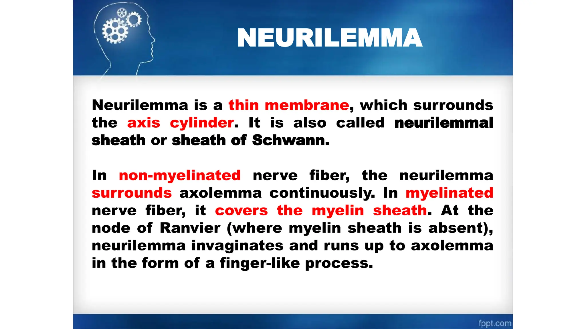 NERVOUS SYSTEM, CLASSIFICATION & STRUCTURE OF NEURON & NERVE FIBERS.pptx