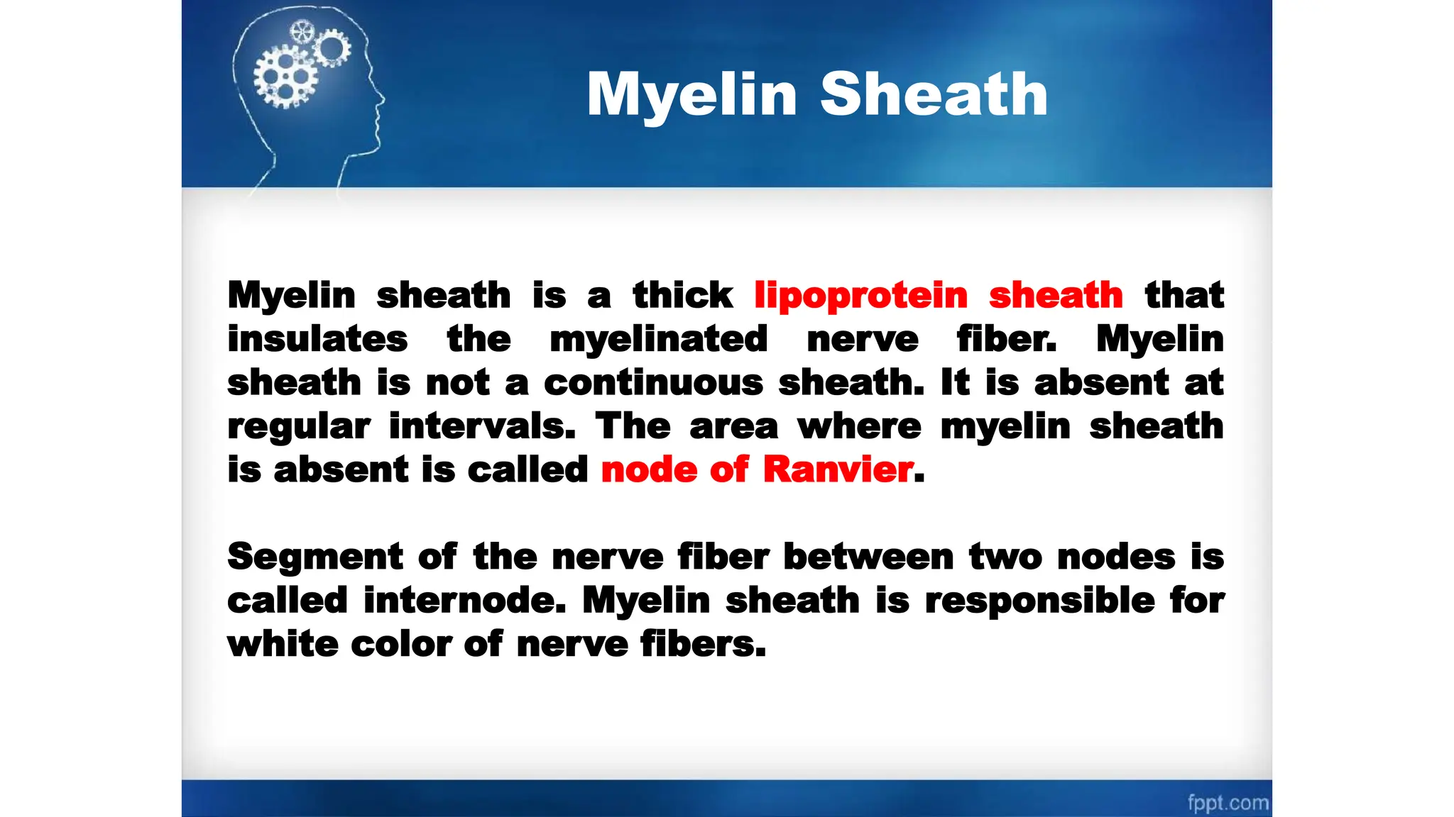 NERVOUS SYSTEM, CLASSIFICATION & STRUCTURE OF NEURON & NERVE FIBERS.pptx