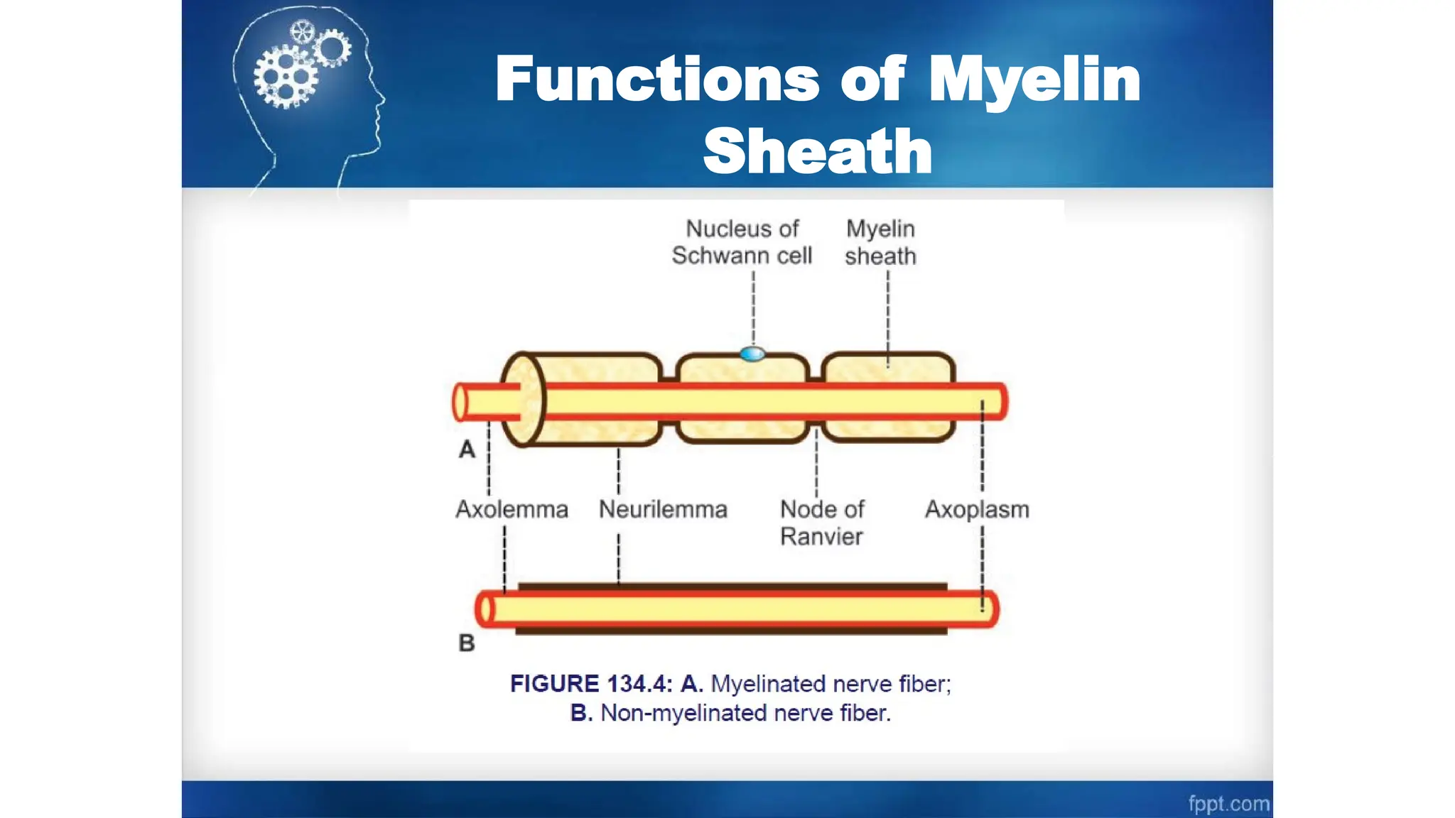 NERVOUS SYSTEM, CLASSIFICATION & STRUCTURE OF NEURON & NERVE FIBERS.pptx