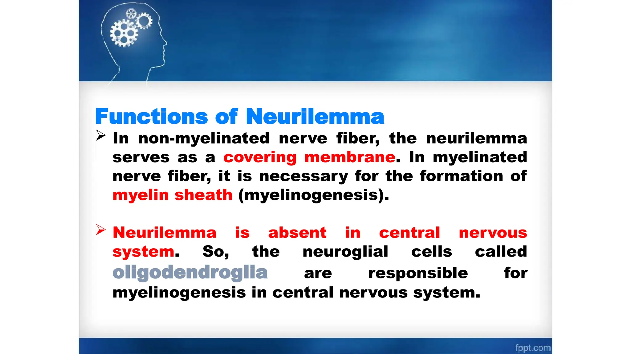 NERVOUS SYSTEM, CLASSIFICATION & STRUCTURE OF NEURON & NERVE FIBERS.pptx