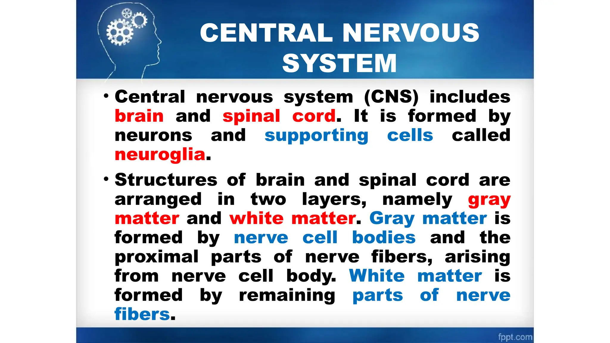 NERVOUS SYSTEM, CLASSIFICATION & STRUCTURE OF NEURON & NERVE FIBERS.pptx