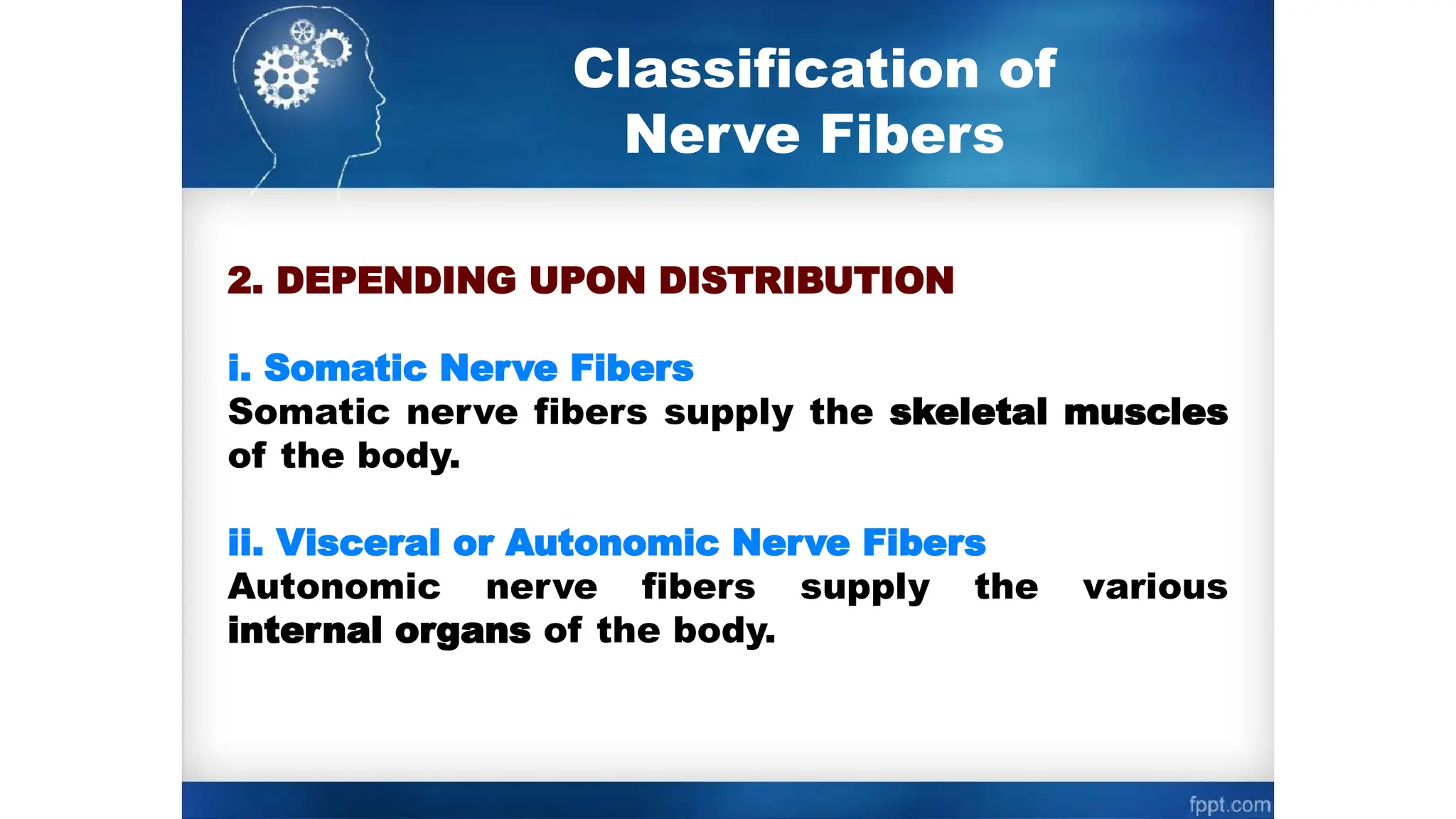 NERVOUS SYSTEM, CLASSIFICATION & STRUCTURE OF NEURON & NERVE FIBERS.pptx