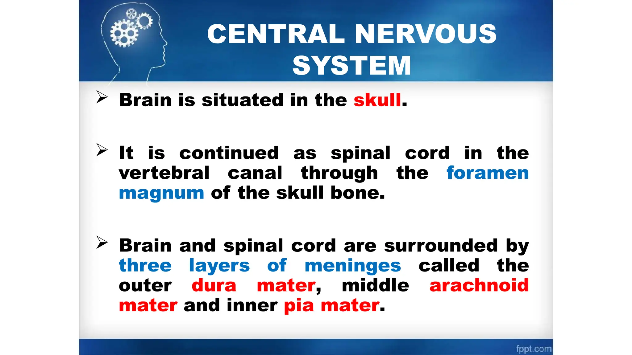 NERVOUS SYSTEM, CLASSIFICATION & STRUCTURE OF NEURON & NERVE FIBERS.pptx