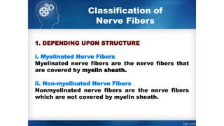 NERVOUS SYSTEM, CLASSIFICATION & STRUCTURE OF NEURON & NERVE FIBERS.pptx