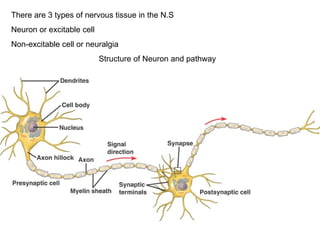 Nervous System(CNS) | PPT