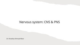 Comparative anatomy of Nervous system CNS & PNS.pptx