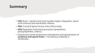 Comparative anatomy of Nervous system CNS & PNS.pptx