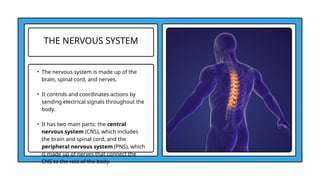 Nervous System Coordination Lesson Presentation in Blue and White ...