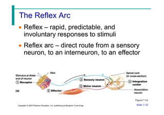Nervous System Day 1.pptx