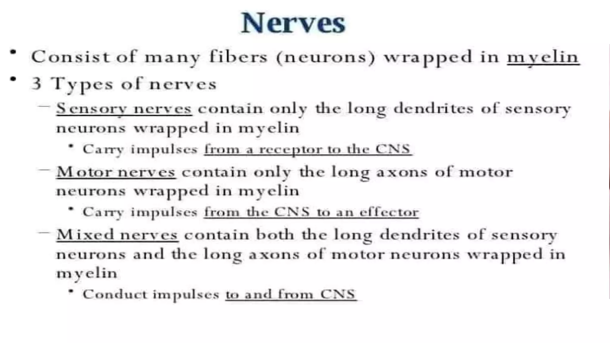 NERVOUS SYSTEM ANATOMY AND PHYSIOLOGY 2 SLIDESHARE share | PPTX
