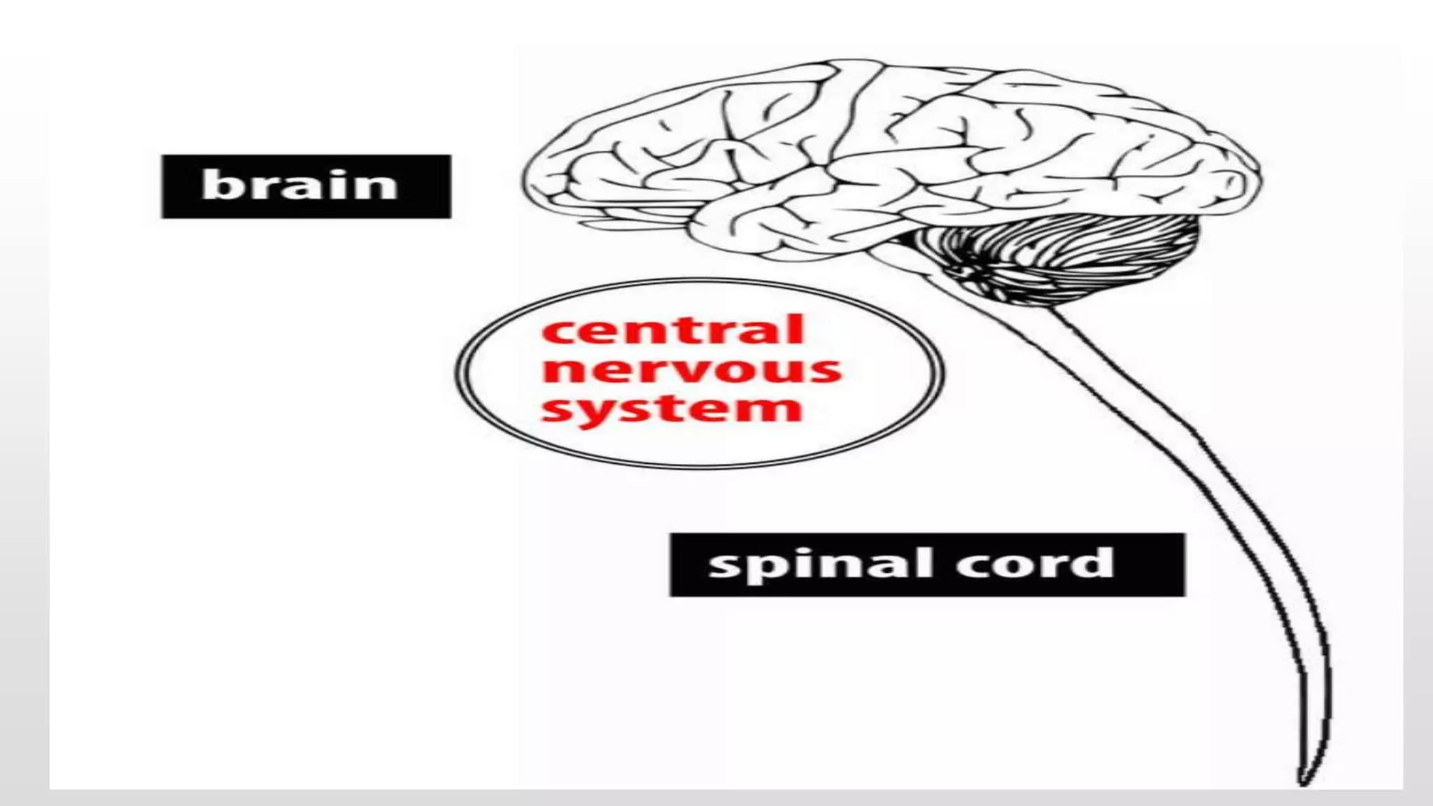 NERVOUS SYSTEM ANATOMY AND PHYSIOLOGY 2 SLIDESHARE share | PPTX