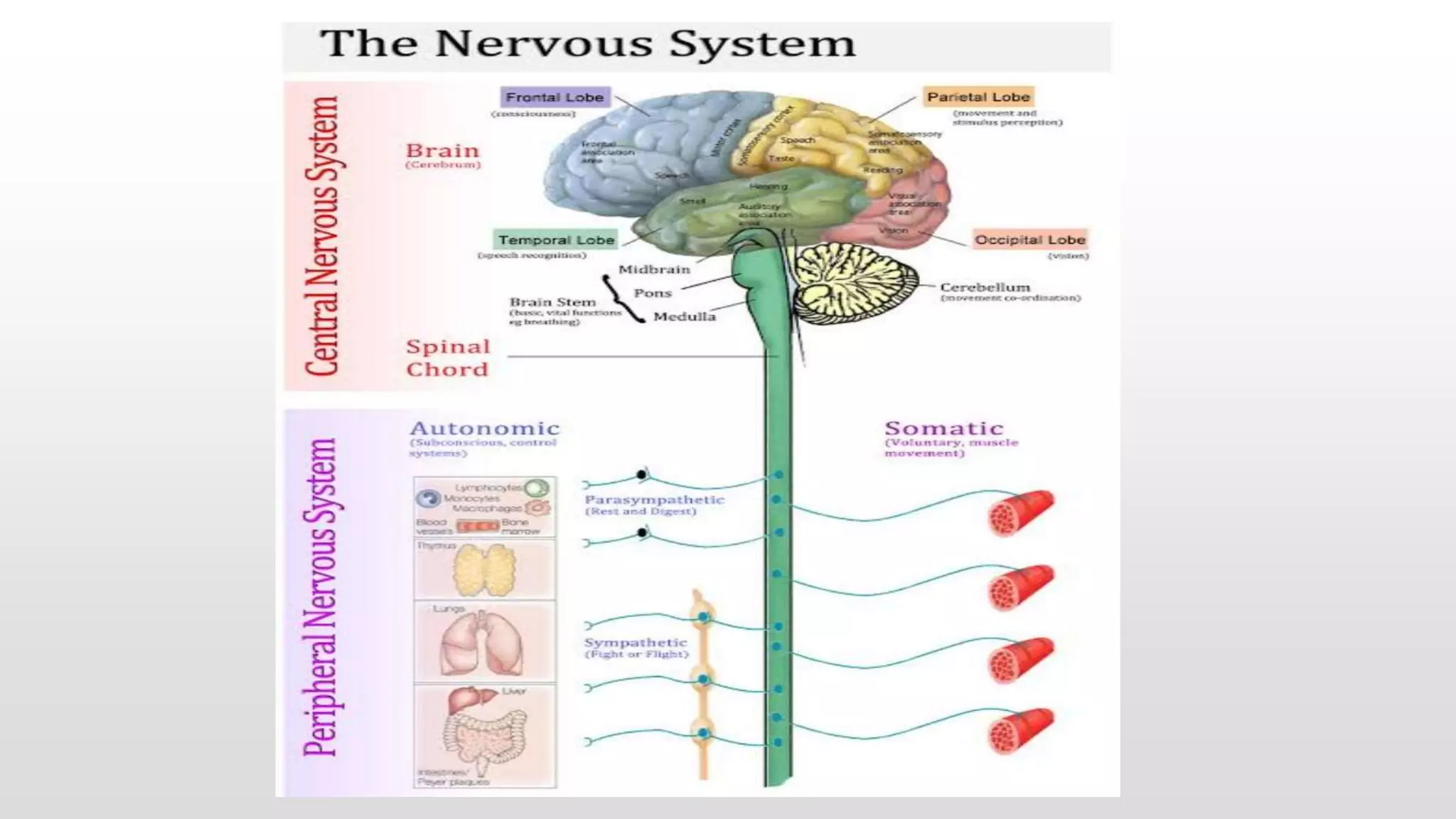 NERVOUS SYSTEM ANATOMY AND PHYSIOLOGY 2 SLIDESHARE share | PPTX