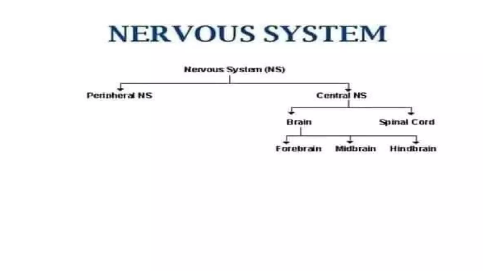 NERVOUS SYSTEM ANATOMY AND PHYSIOLOGY 2 SLIDESHARE share | PPTX