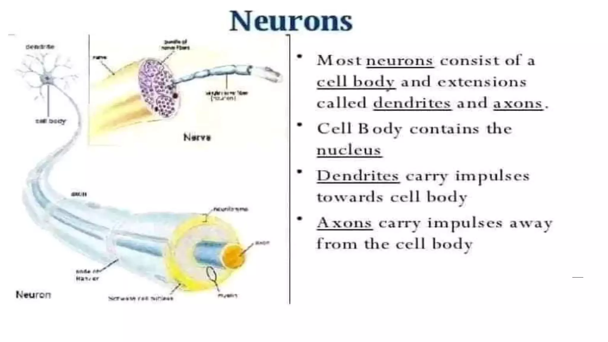 NERVOUS SYSTEM ANATOMY AND PHYSIOLOGY 2 SLIDESHARE share | PPTX