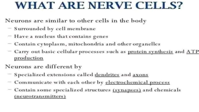 NERVOUS SYSTEM ANATOMY AND PHYSIOLOGY 2 SLIDESHARE share | PPTX