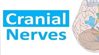 NERVOUS SYSTEM ANATOMY AND PHYSIOLOGY 2 SLIDESHARE share | PPT