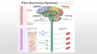 NERVOUS SYSTEM ANATOMY AND PHYSIOLOGY 2 SLIDESHARE share | PPT