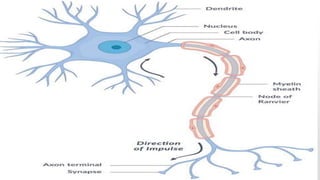 NERVOUS SYSTEM ANATOMY AND PHYSIOLOGY 2 SLIDESHARE share | PPT