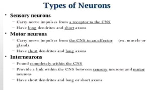 NERVOUS SYSTEM ANATOMY AND PHYSIOLOGY 2 SLIDESHARE share | PPT