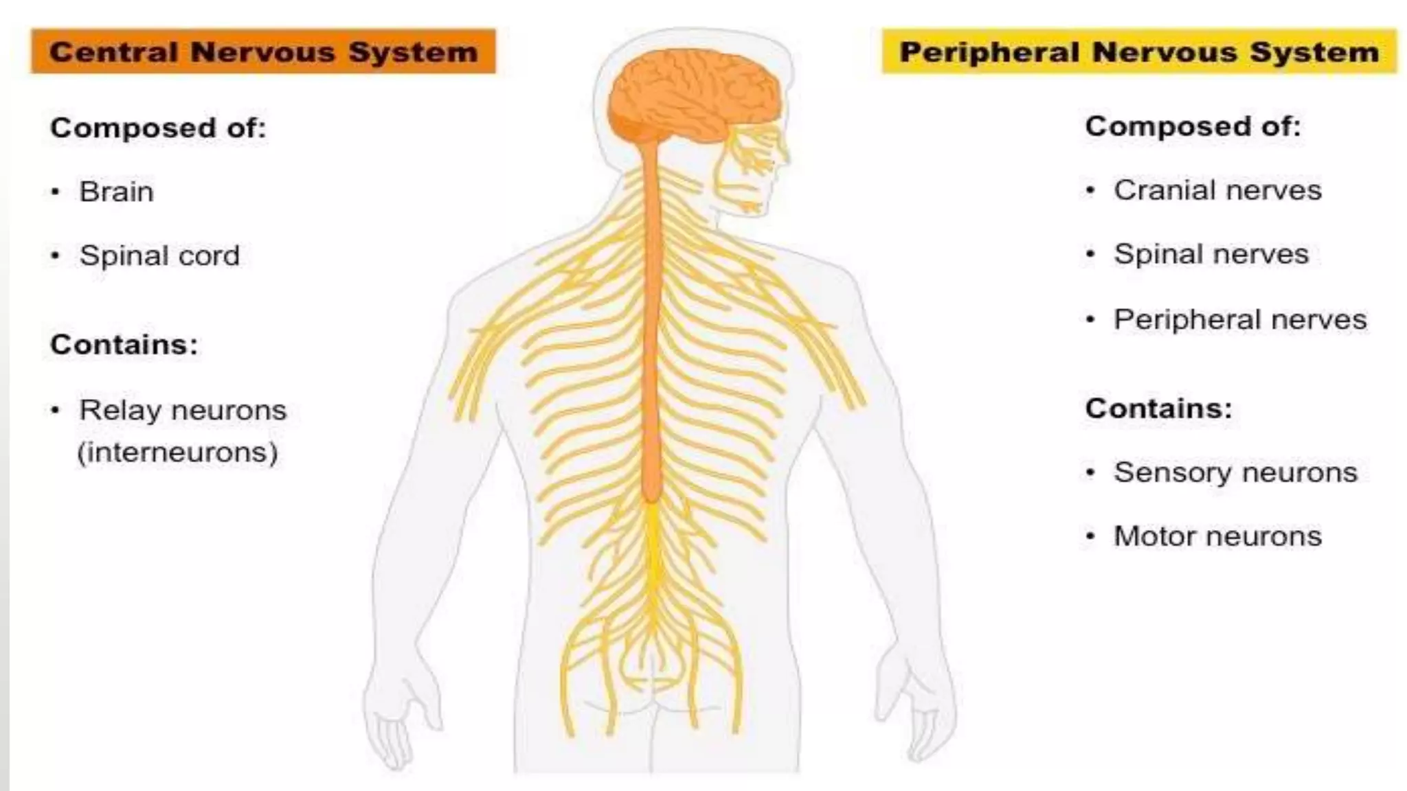 NERVOUS systems slideshare | PPTX