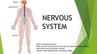 The Nervous System Lesson Demo in Science Junior High School | PPTX