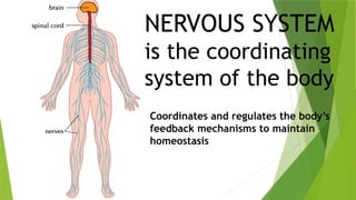 The Nervous System Lesson Demo in Science Junior High School | PPTX