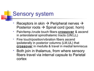 Nervous system exam | PPT