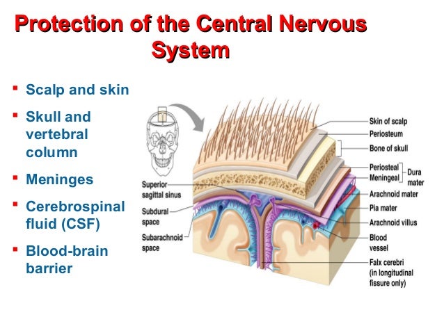 Nervous system final