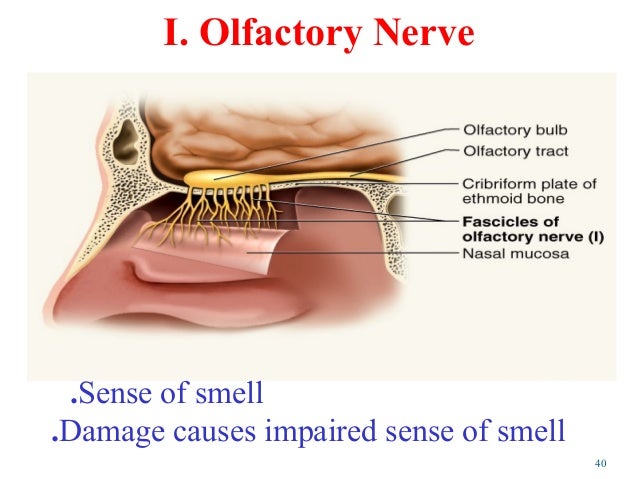 Nervous system final