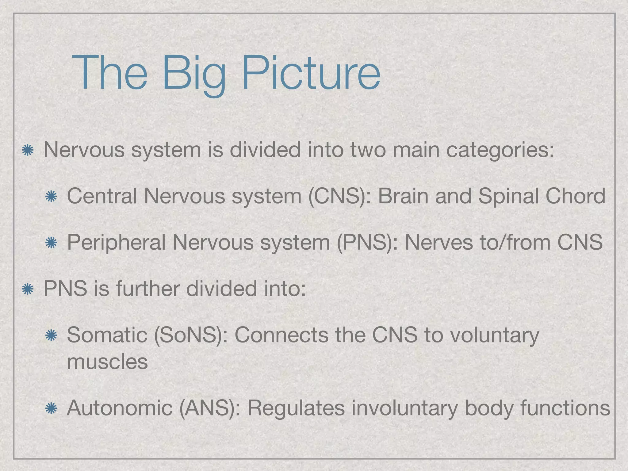Nervous System Presentation | PDF