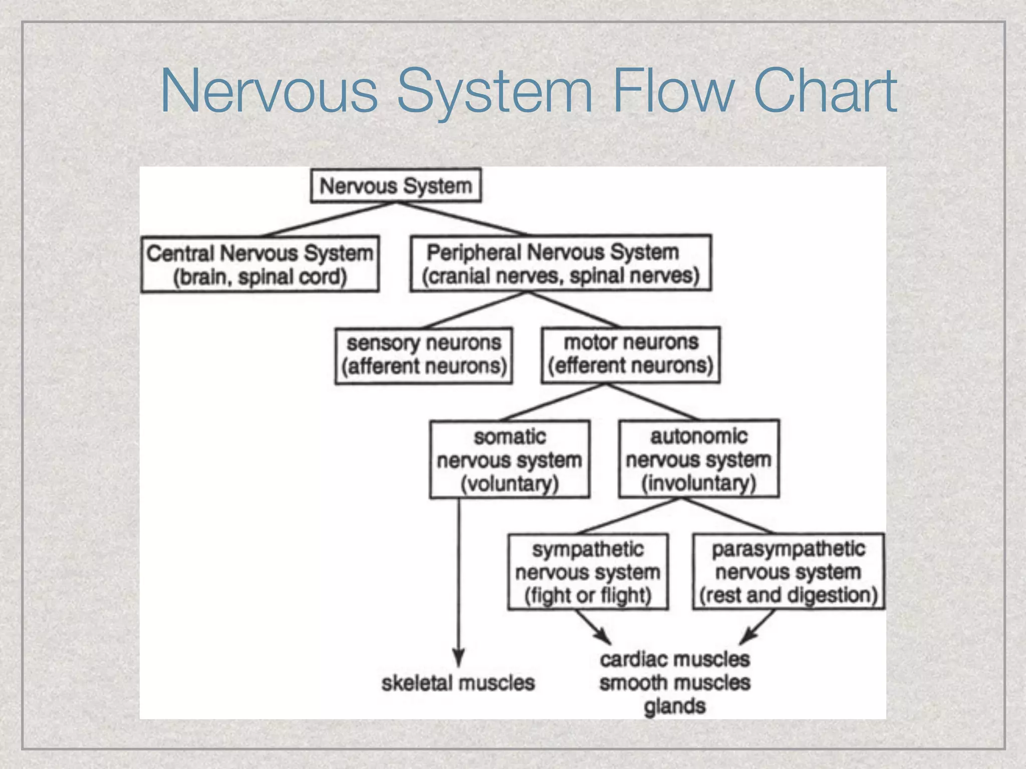 Nervous System Presentation | PDF