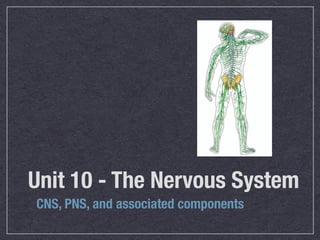 Nervous System Presentation | PDF
