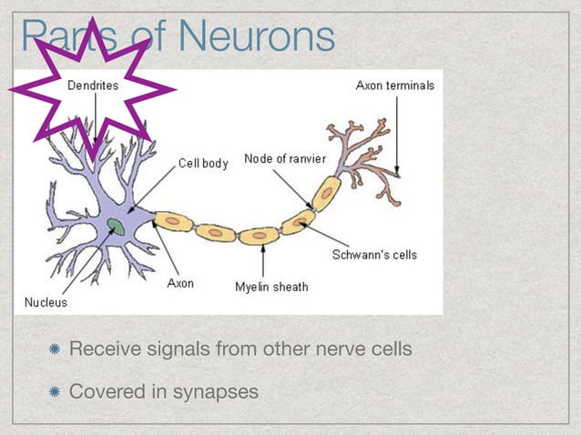 Nervous System Presentation | PPT