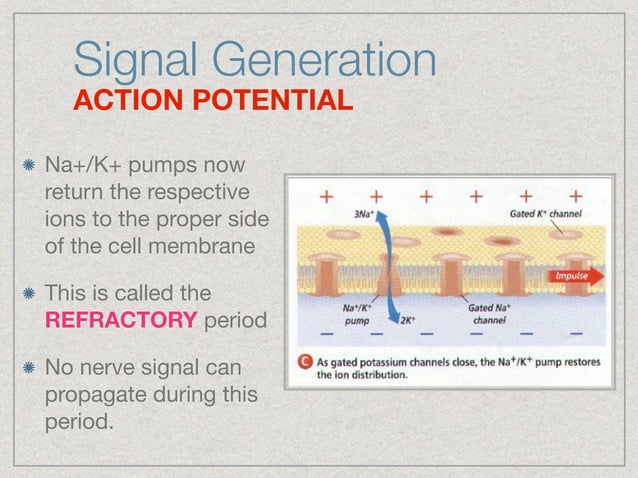 Nervous System Presentation | PPT