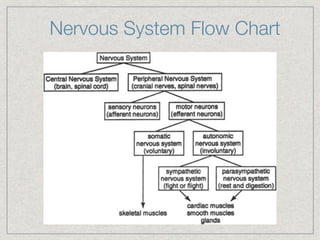 Nervous System Presentation | PDF