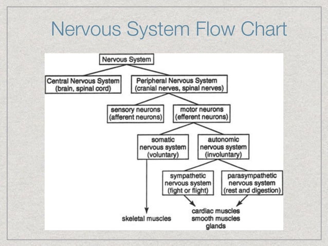 Nervous System Presentation | PPT