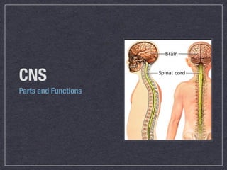 Nervous System Presentation | PDF
