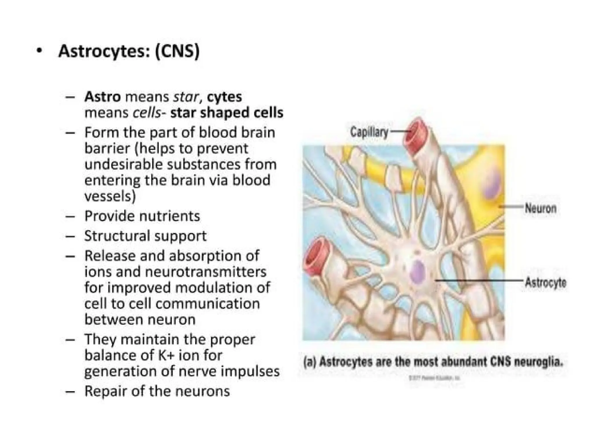 Nervous System for nursing students - GNM first year1.pptx