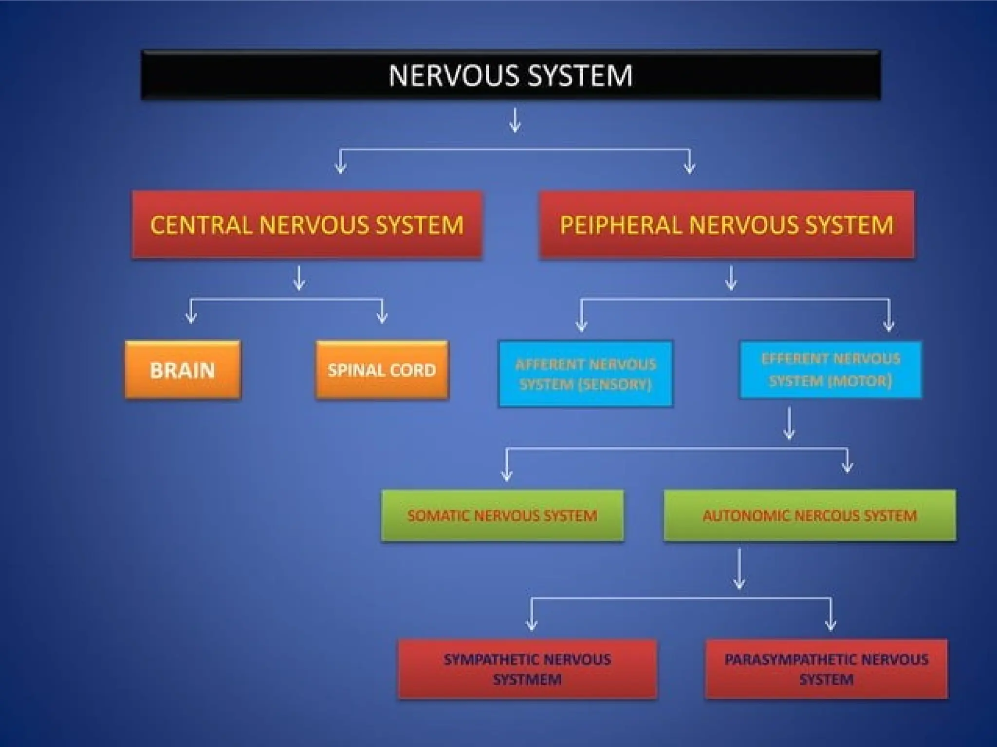 Nervous System for nursing students - GNM first year1.pptx