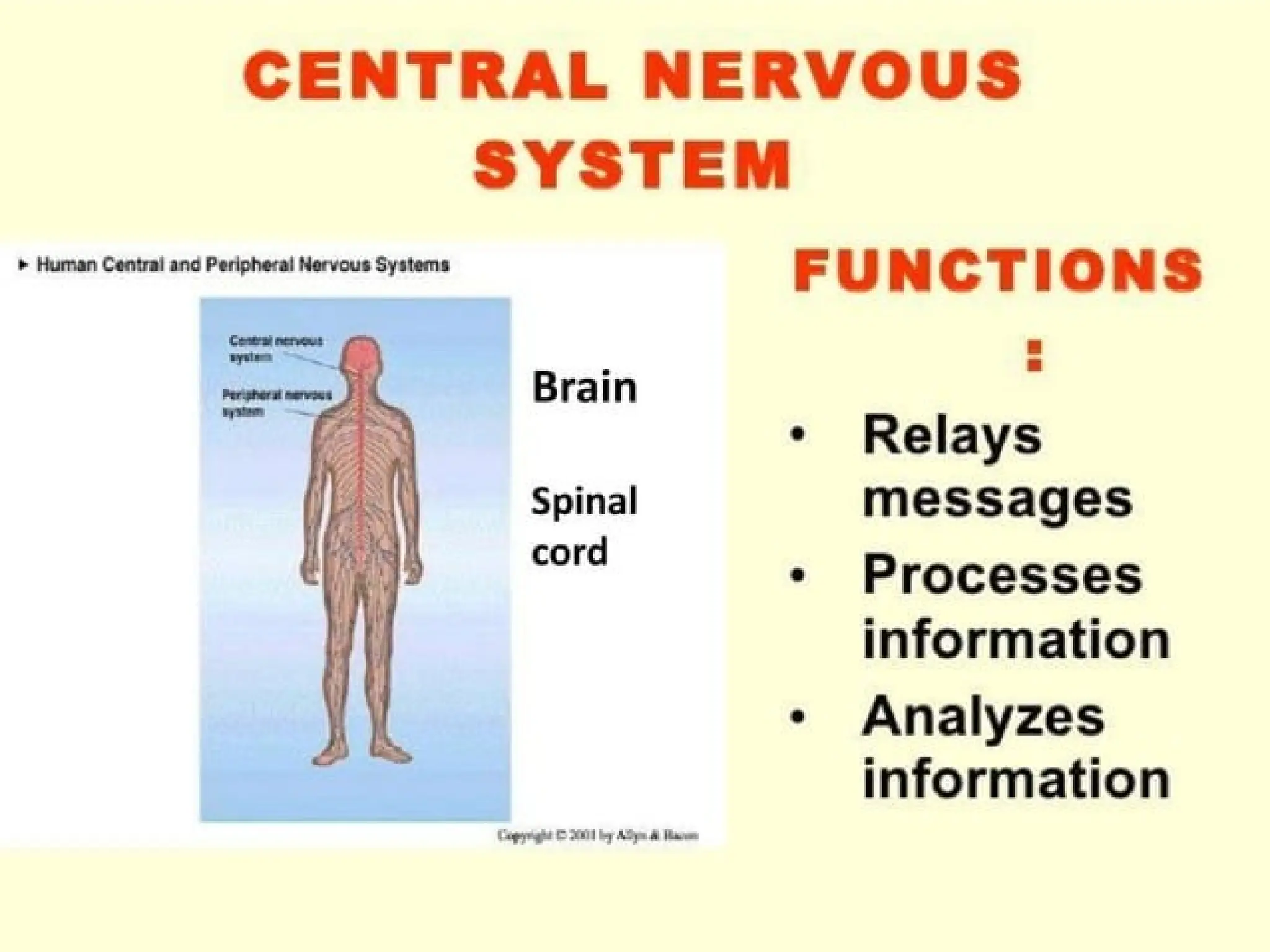 Nervous System for nursing students - GNM first year1.pptx