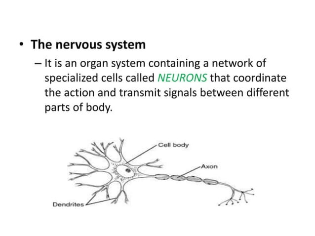 Nervous System for nursing students - GNM first year1.pptx