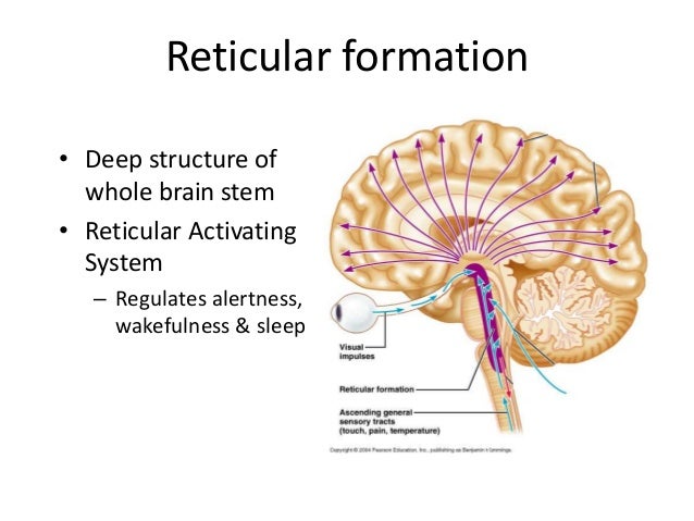 Brain Diagram Reticular Formation
