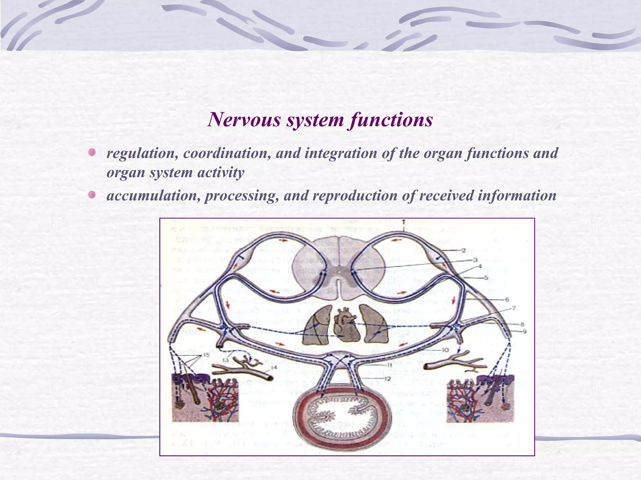 Nervous system | PPT | Free Download
