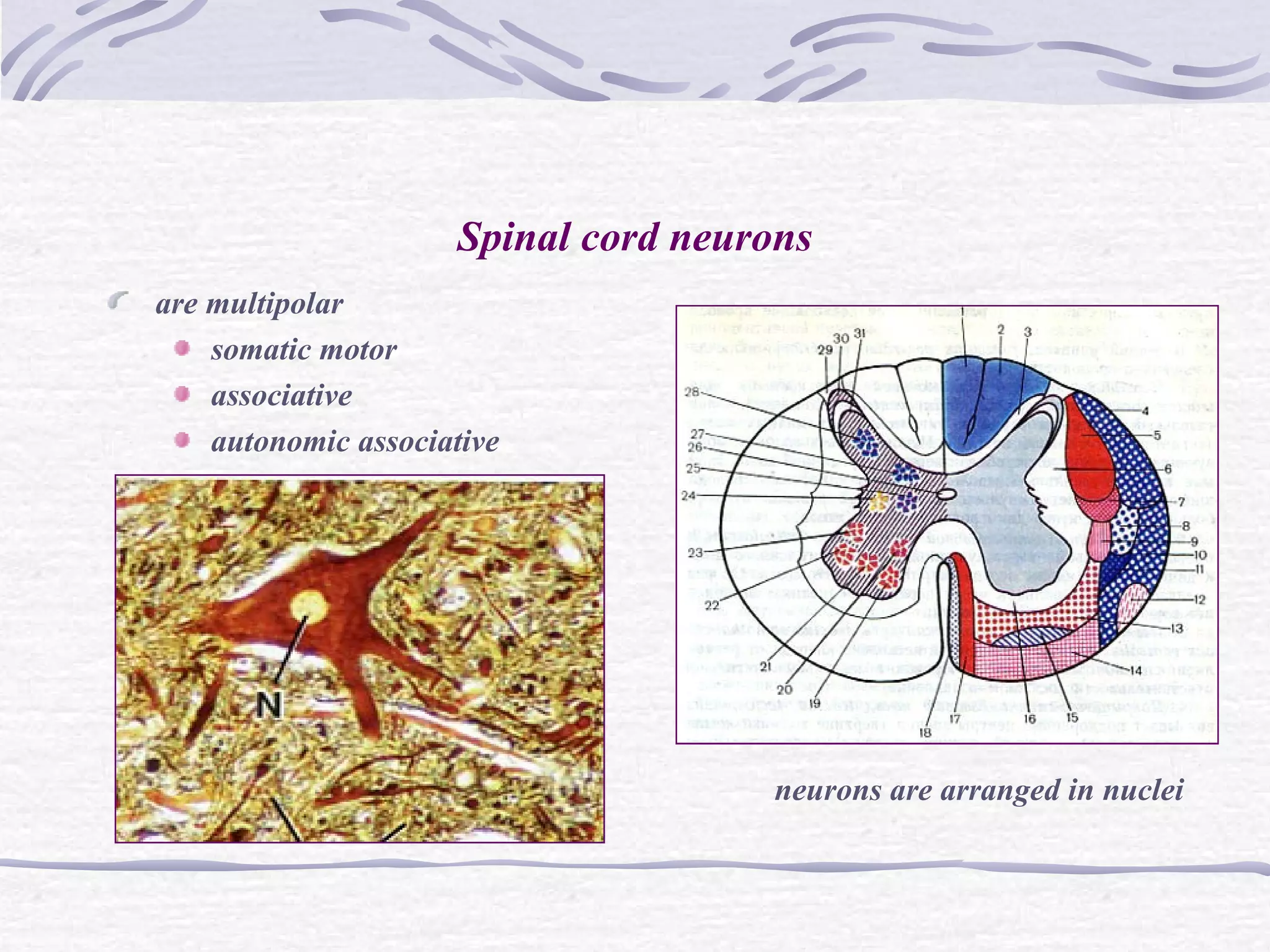Nervous system | PPT | Free Download