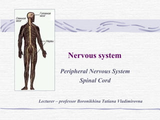 Nervous system | PPT