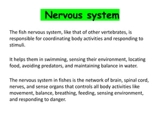 Nervous_System_in_Fishes_ Presentation.pptx .pdf