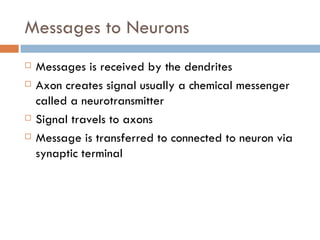 Nervous System In Humans | PPT | Brain and Nervous System Disorders ...